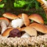 The 8 Best Porcini Mushroom Substitutes (Dried and Fresh)