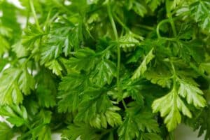 7 Chervil Substitutes from a Chef - Jack Slobodian